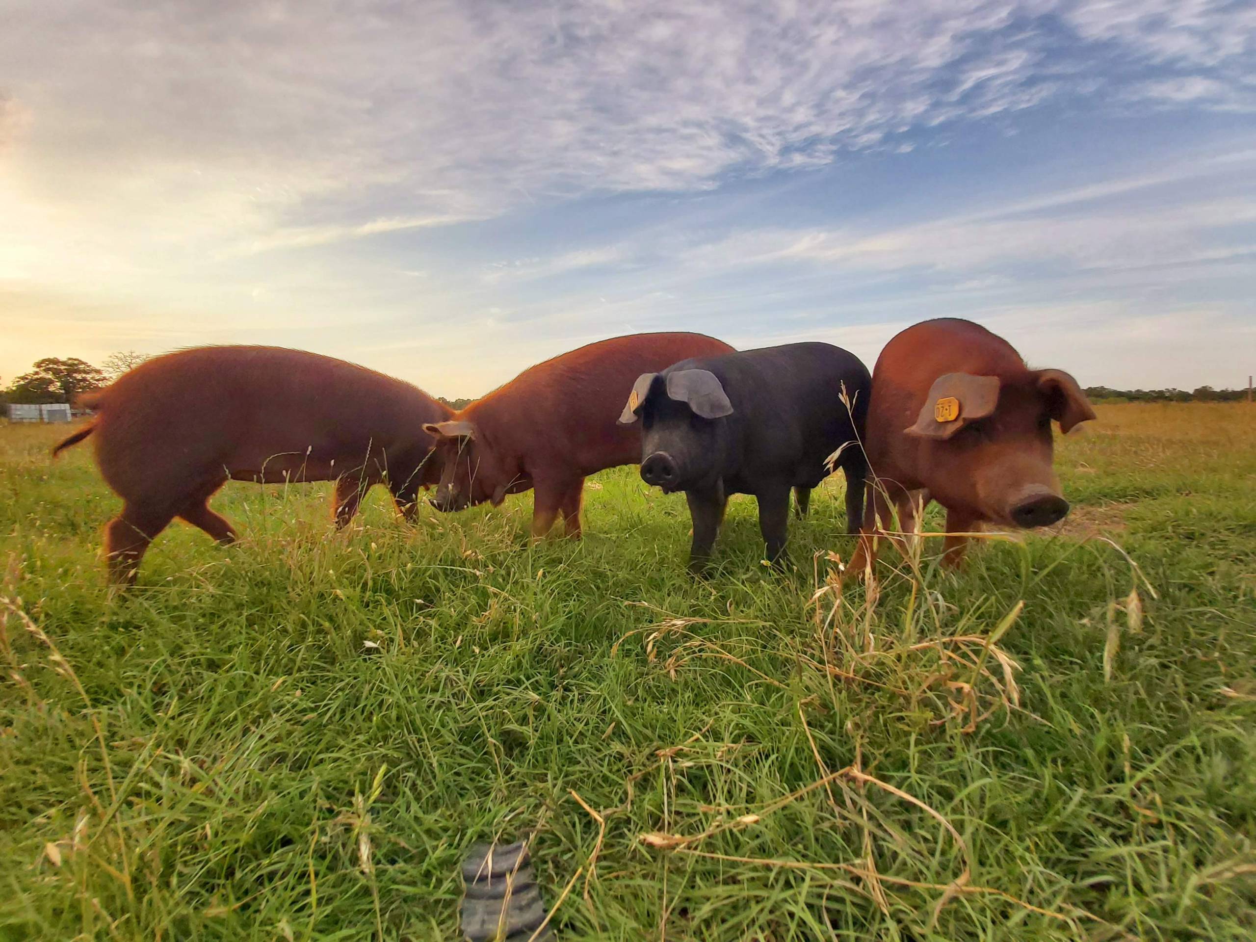 Red Wattle Pigs on Pasture – Amber Oaks Ranch